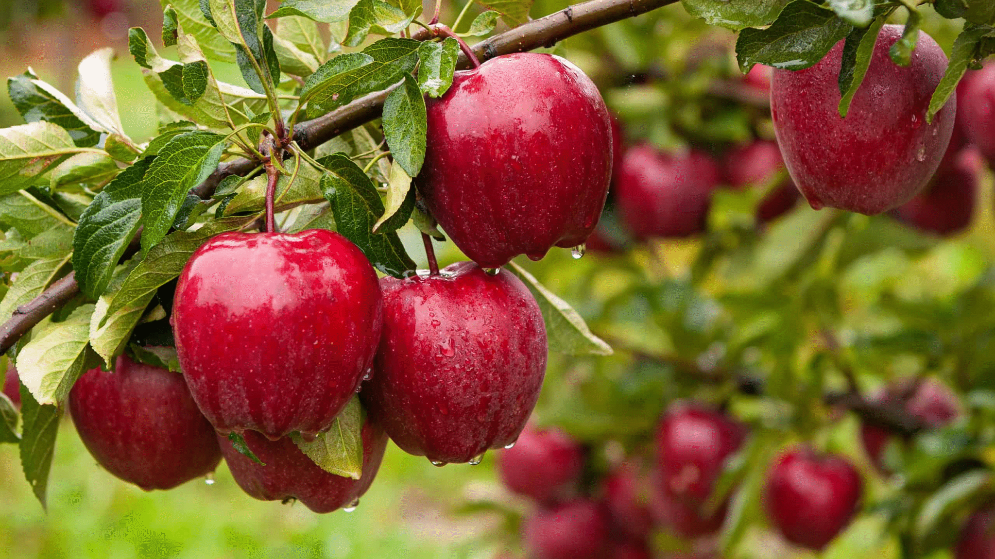 Does an Apple a Day Really Keep the Doctor Away? Science Explains - HTI
